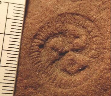 Earth’s first animals had particular taste in real estate | UCR News ...